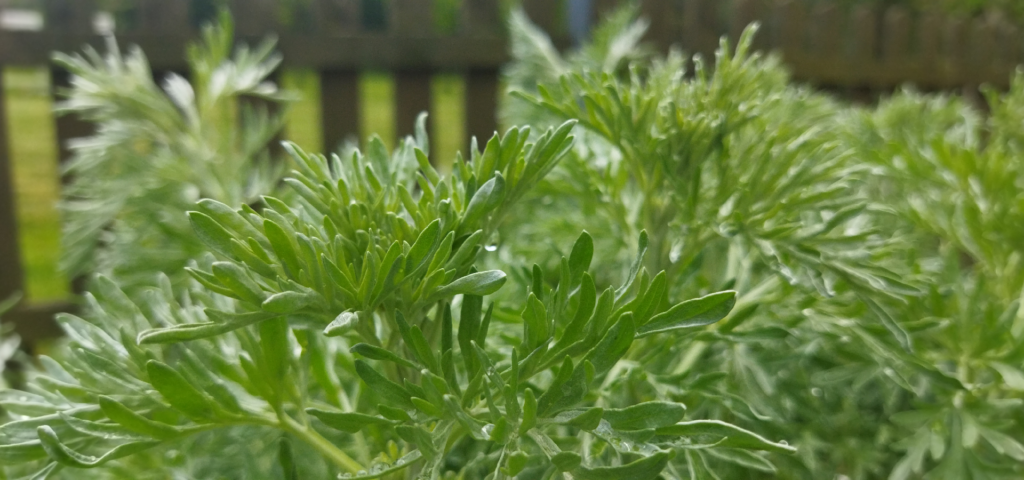 Czy piołunu trzeba się bać? - Ziołowa Pracownia